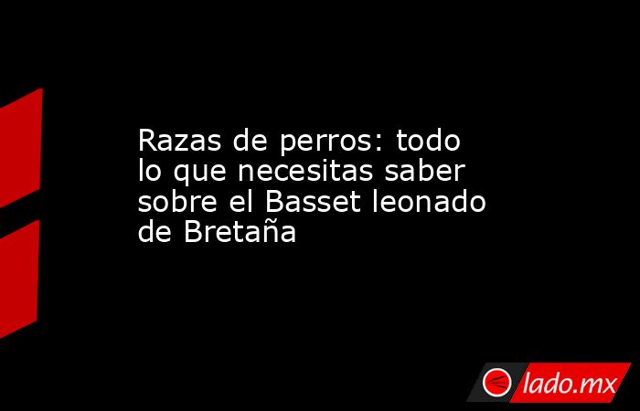 Razas de perros: todo lo que necesitas saber sobre el Basset leonado de Bretaña - Lado.mx