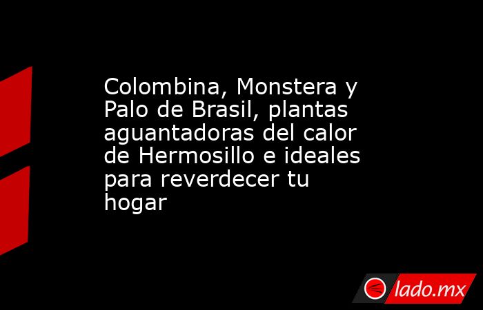 Colombina, Monstera y Palo de Brasil, plantas aguantadoras del calor de ...