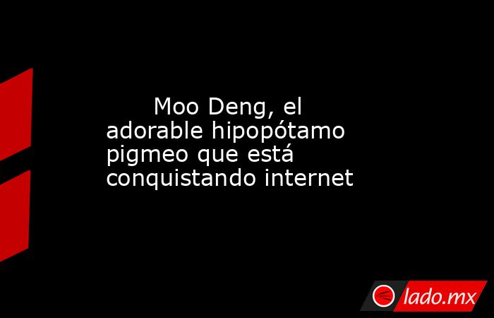 Moo Deng, el adorable hipopótamo pigmeo que está conquistando internet ...