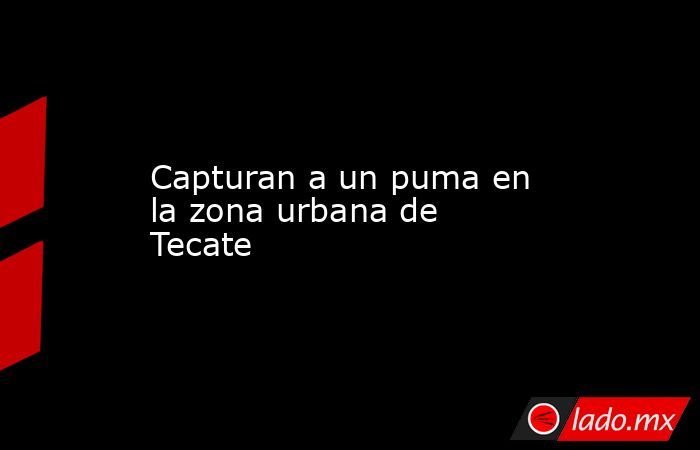 Capturan a un puma en la zona urbana de Tecate - Lado.mx