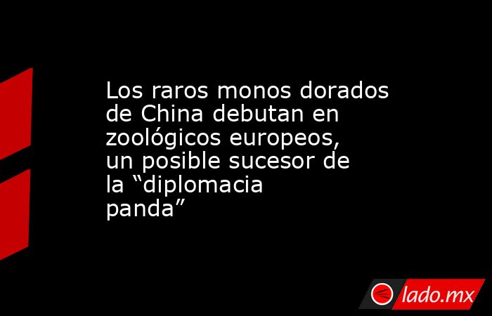 Los raros monos dorados de China debutan en zoológicos europeos, un ...